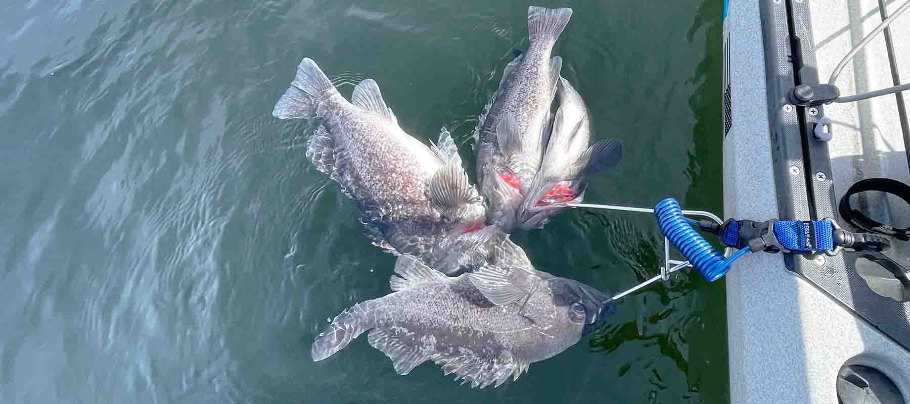 Rogue Endeavor | Kayak Fishing Stringers and Scuba Diving Accessories